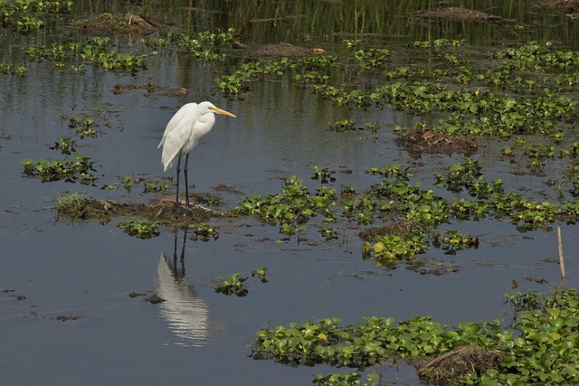 Great Egret Ardea Alba Heron - Free photo on Pixabay - Pixabay