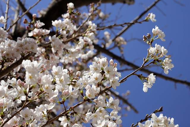 Flowers Cherry Blossoms Petals - Free photo on Pixabay