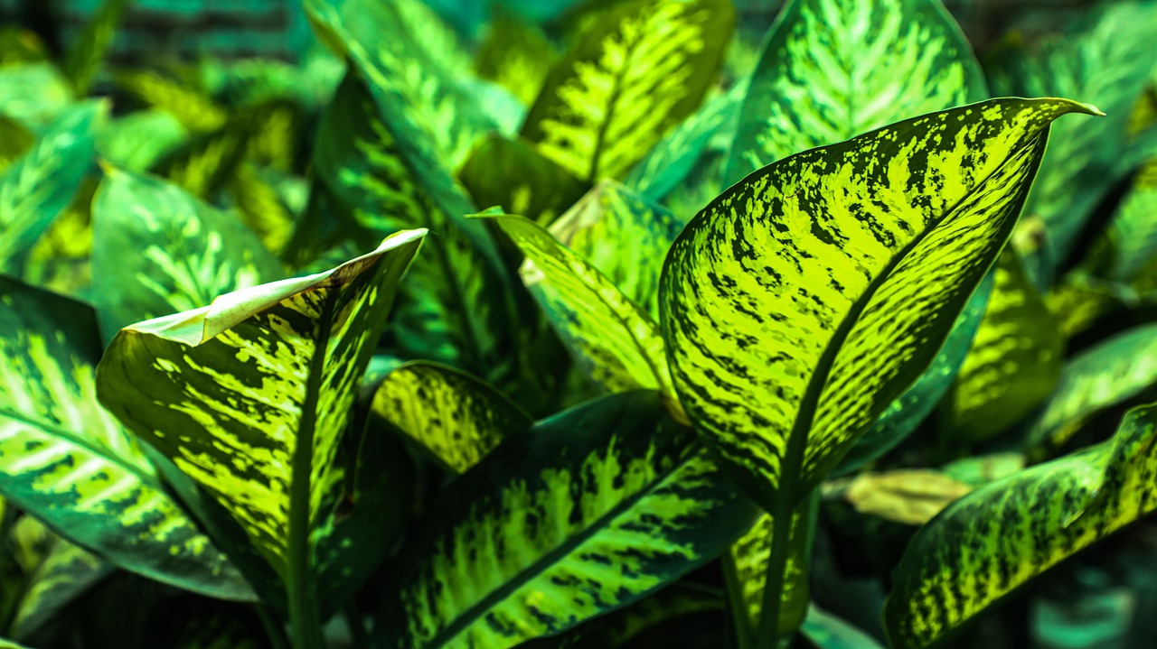 Folhas Folhagem Plantas - Foto gratuita no Pixabay - Pixabay