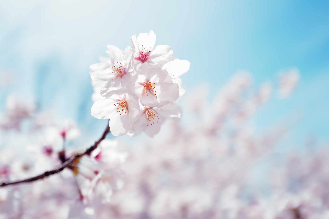 Flowers Cherry Blossoms Tree - Free photo on Pixabay