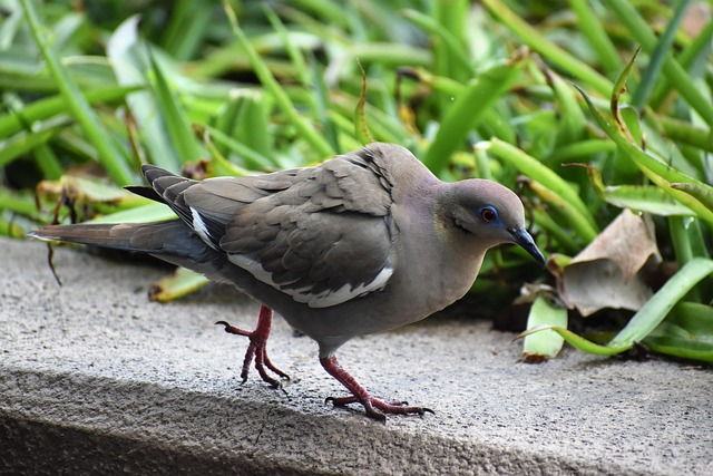 Pigeon Oiseau Colombe Bleue En - Photo gratuite sur Pixabay
