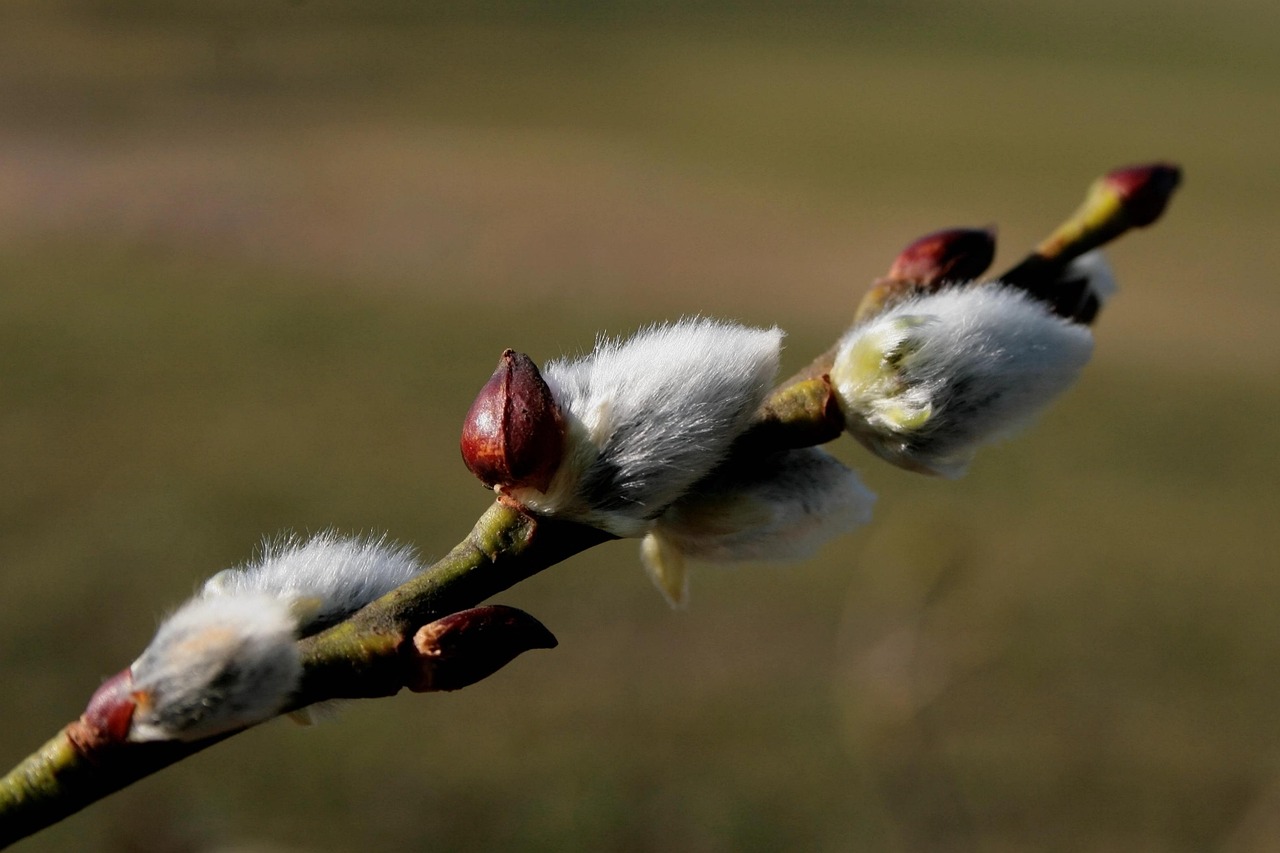 Catkins Bush Blossom - Free photo on Pixabay