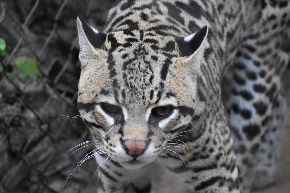 Ocelot Cat Exotic - Free photo on Pixabay - Pixabay