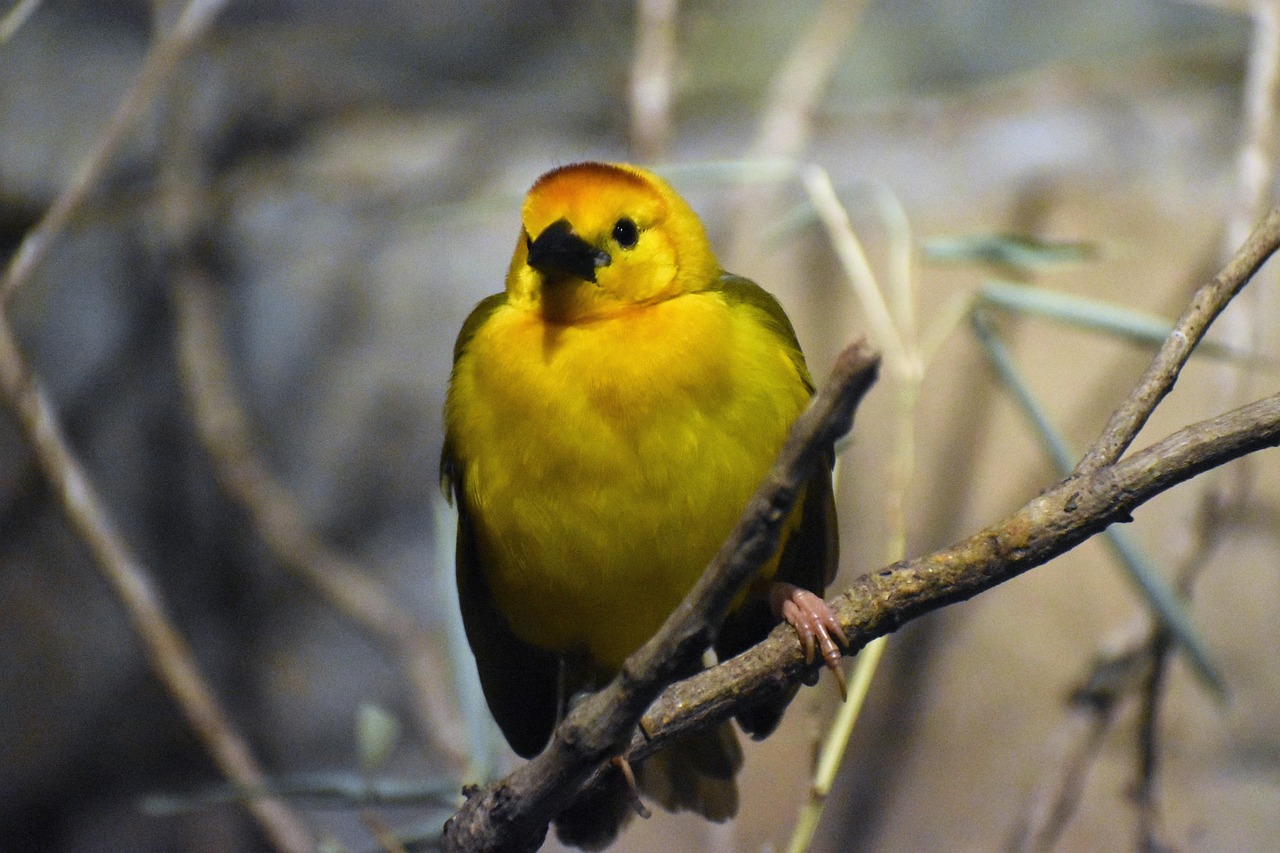 Burung Penenun Emas Taveta Eksotik - Foto gratis di Pixabay - Pixabay