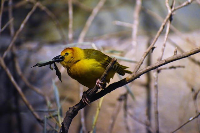 Taveta Golden Weaver Bird Exotic - Free photo on Pixabay - Pixabay