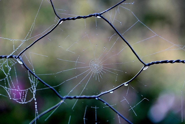 Drahtzaun Spinnennetz Spinnfäden - Kostenloses Foto auf Pixabay