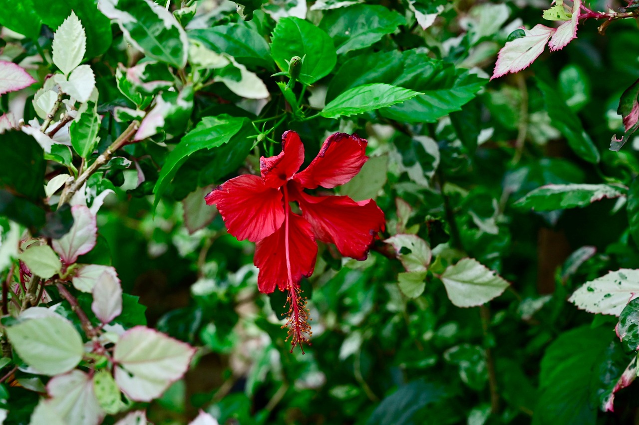 Bloom Berbunga Merah Jambu - Foto gratis di Pixabay - Pixabay