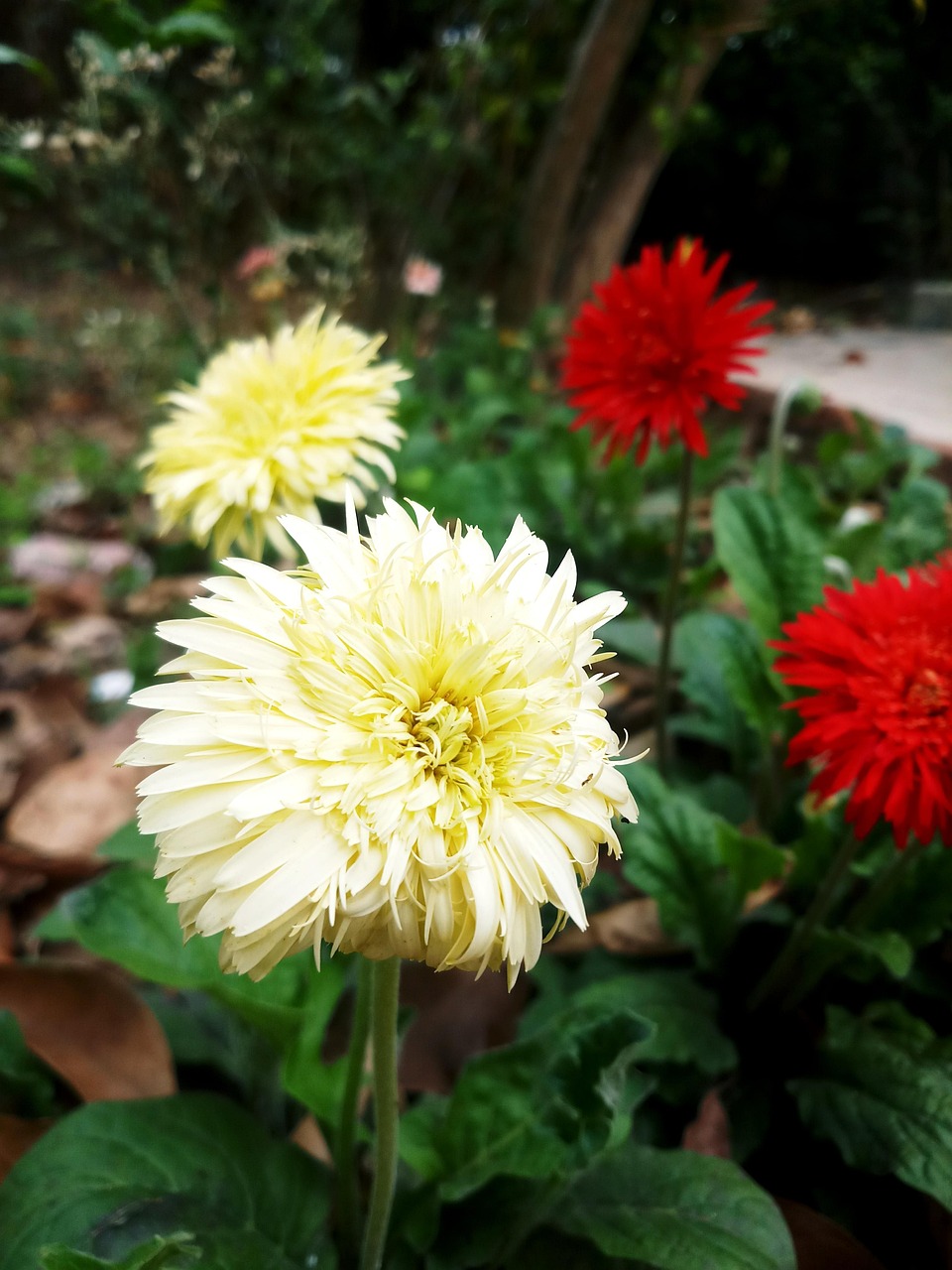 Chandra Malika Flowers Red - Free photo on Pixabay - Pixabay