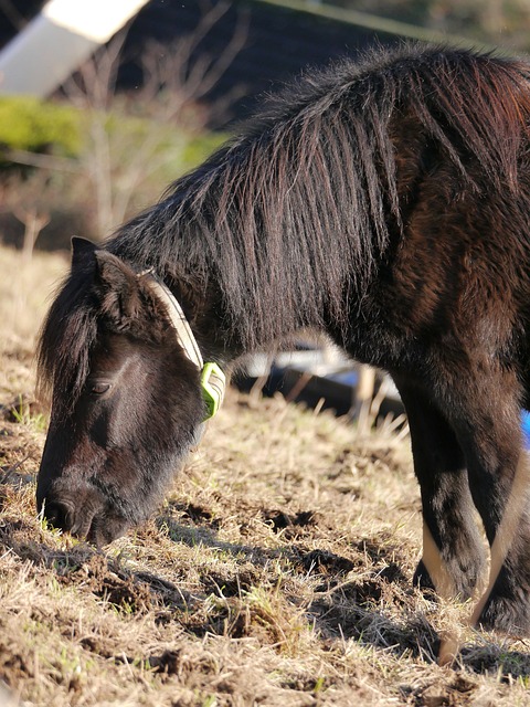 Pónei Equino Cavalo - Foto gratuita no Pixabay - Pixabay