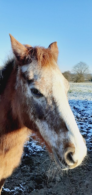 Horse Animal Equine - Free photo on Pixabay - Pixabay