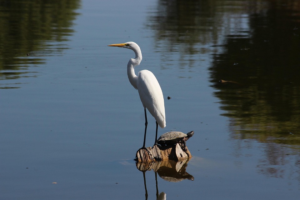 Bird Egret River - Free photo on Pixabay