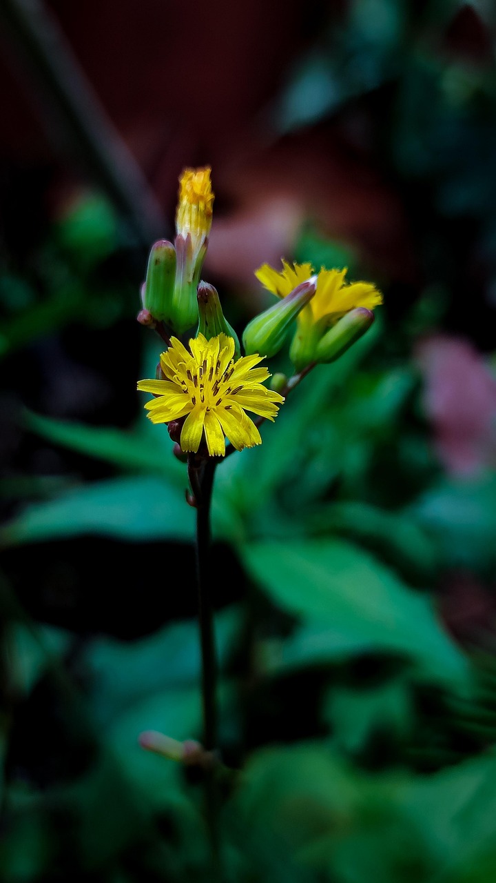 Flower Hawkweed Oriental - Free photo on Pixabay - Pixabay