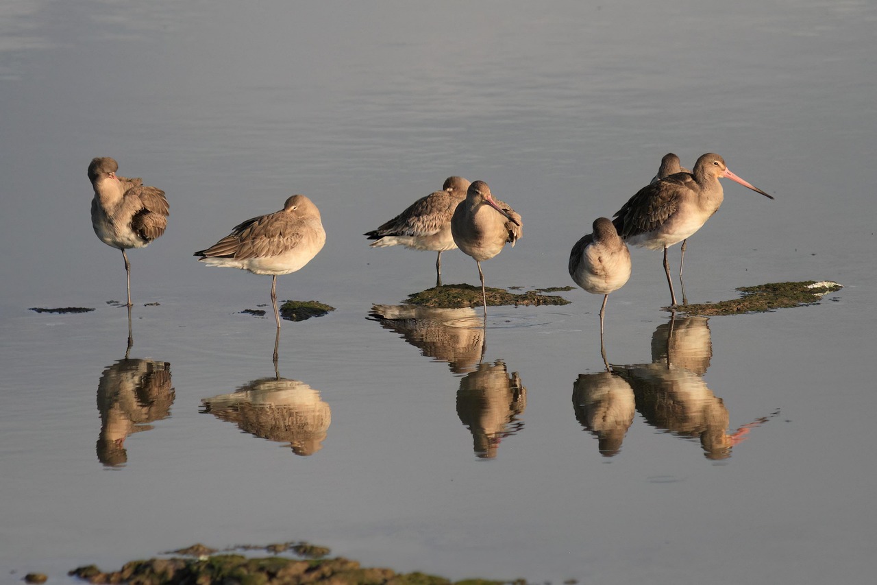 Birds Waterbird Waders - Free photo on Pixabay