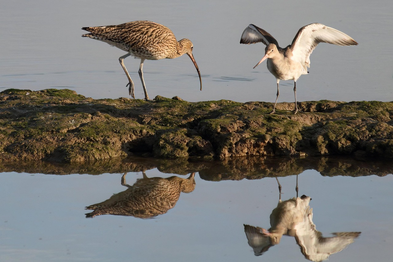 Birds Waterbirds River - Free photo on Pixabay - Pixabay