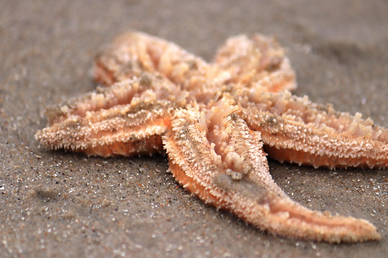 Star Étoile De Mer Plage - Photo gratuite sur Pixabay - Pixabay