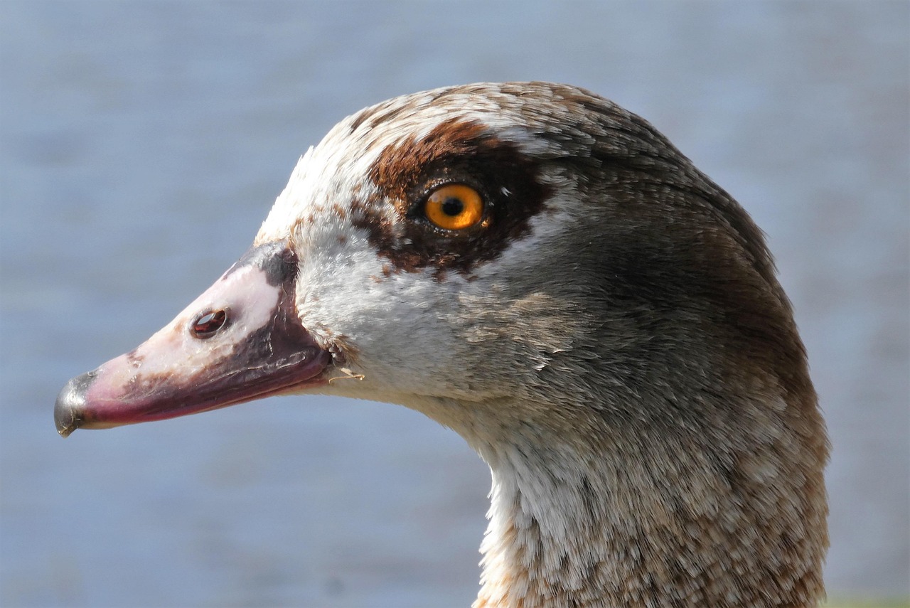 Egyptian Goose Bird Waterfowl - Free photo on Pixabay - Pixabay