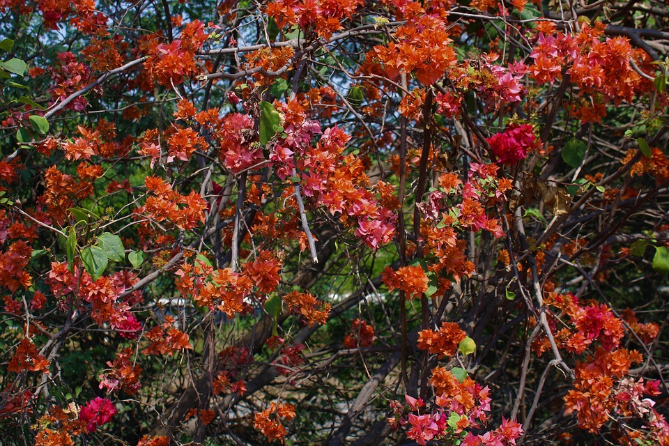 Orange Natur Blommor - Gratis foto på Pixabay
