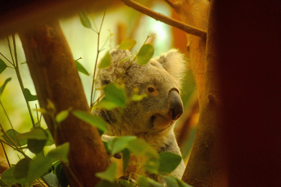Koala Marsupial Animal - Free photo on Pixabay