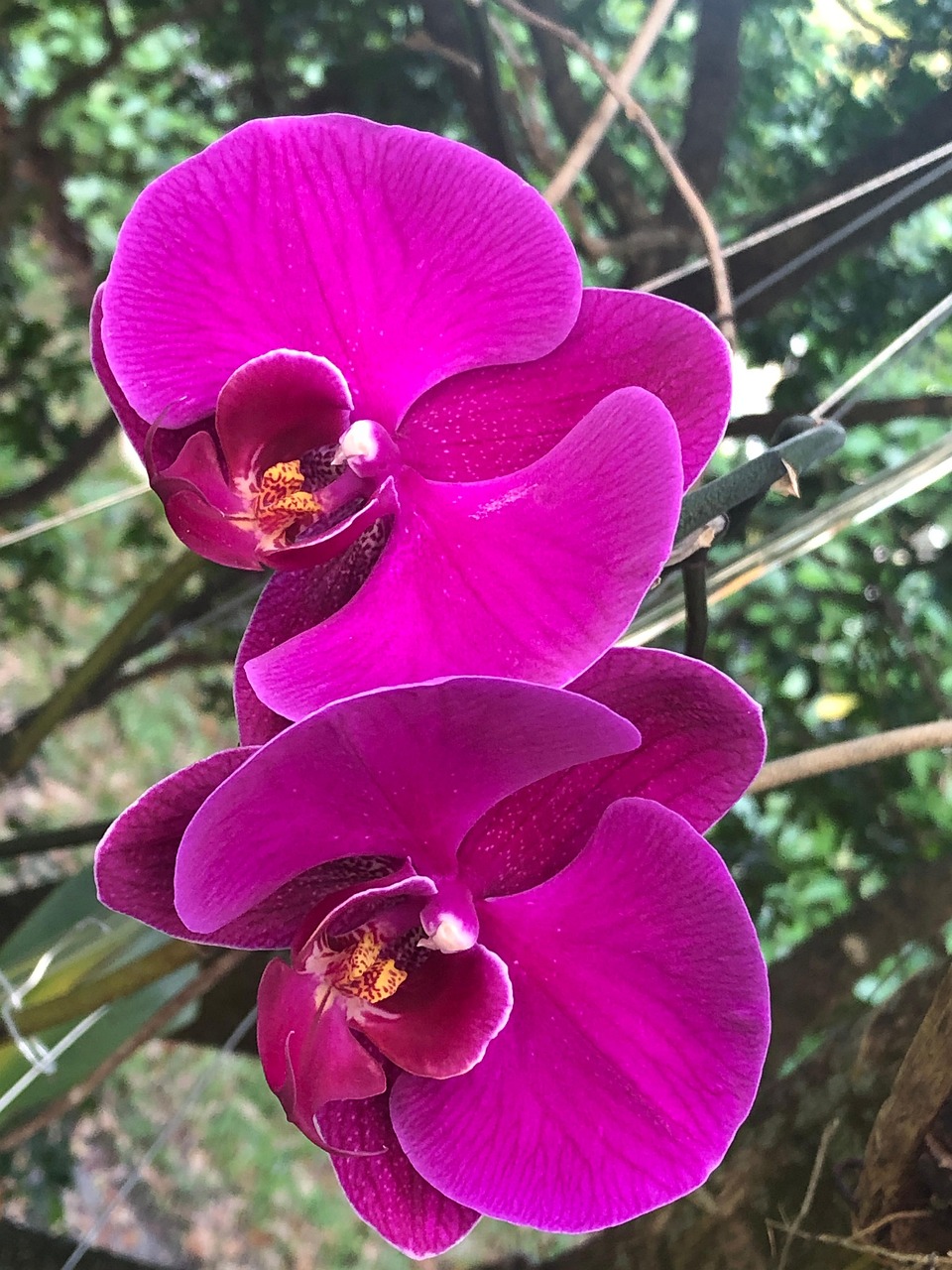 Orchidées Nature Fleurs - Photo gratuite sur Pixabay - Pixabay