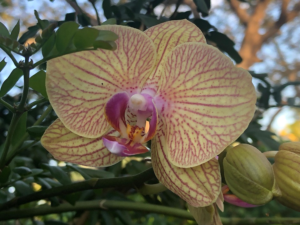 Orchidée Fleur Nature - Photo gratuite sur Pixabay - Pixabay