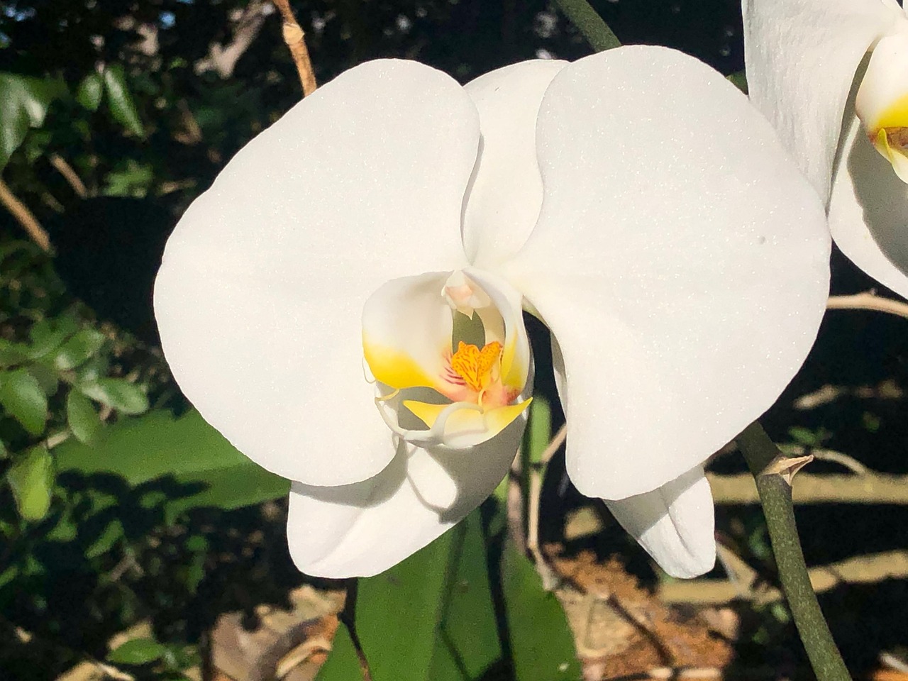 Orchidée Fleur Nature - Photo gratuite sur Pixabay - Pixabay
