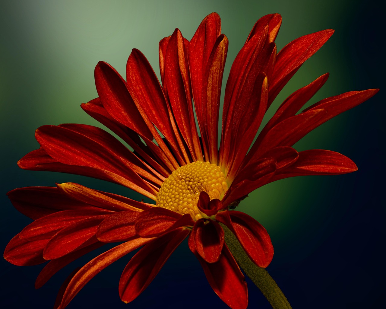 Fleur Pétales Fleurir Le - Image gratuite sur Pixabay - Pixabay