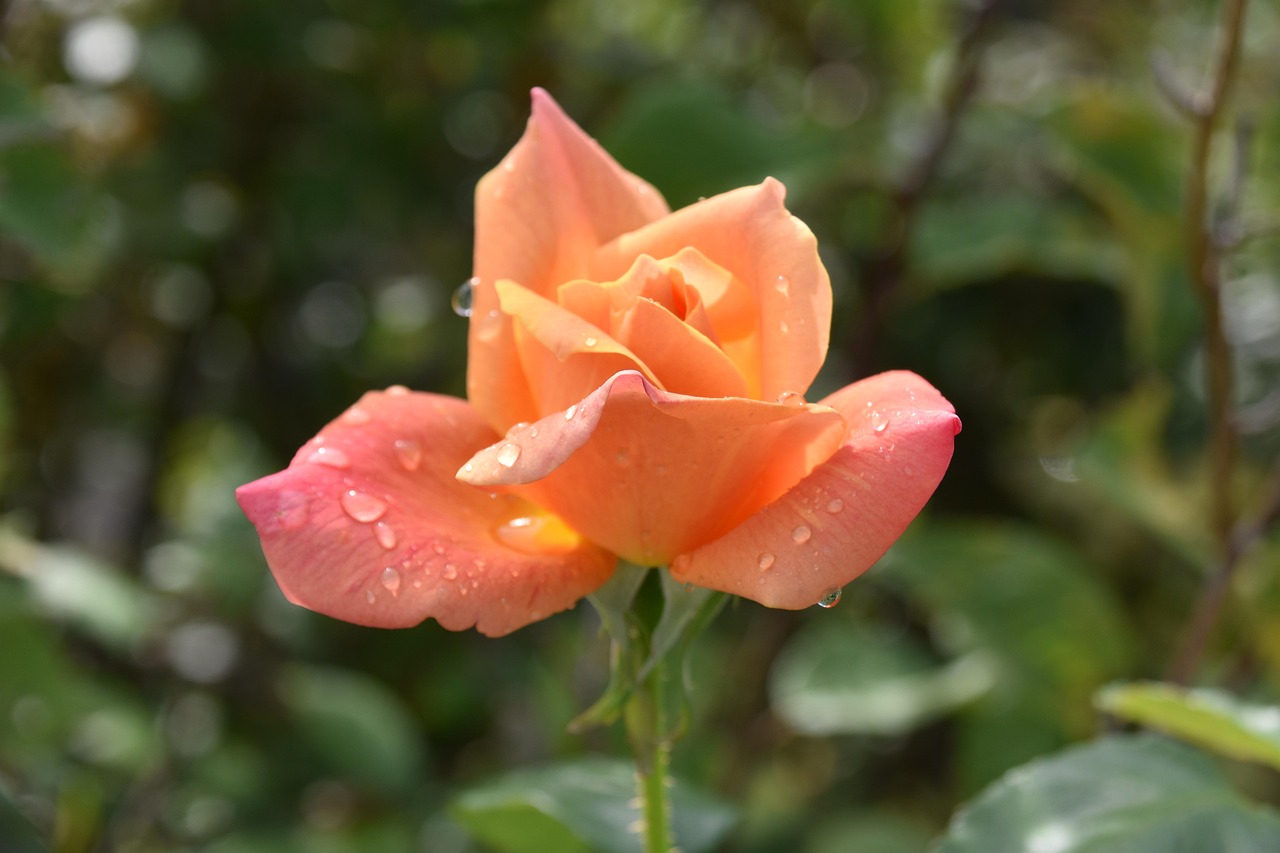Flor Planta Color De Rosa - Foto gratis en Pixabay - Pixabay