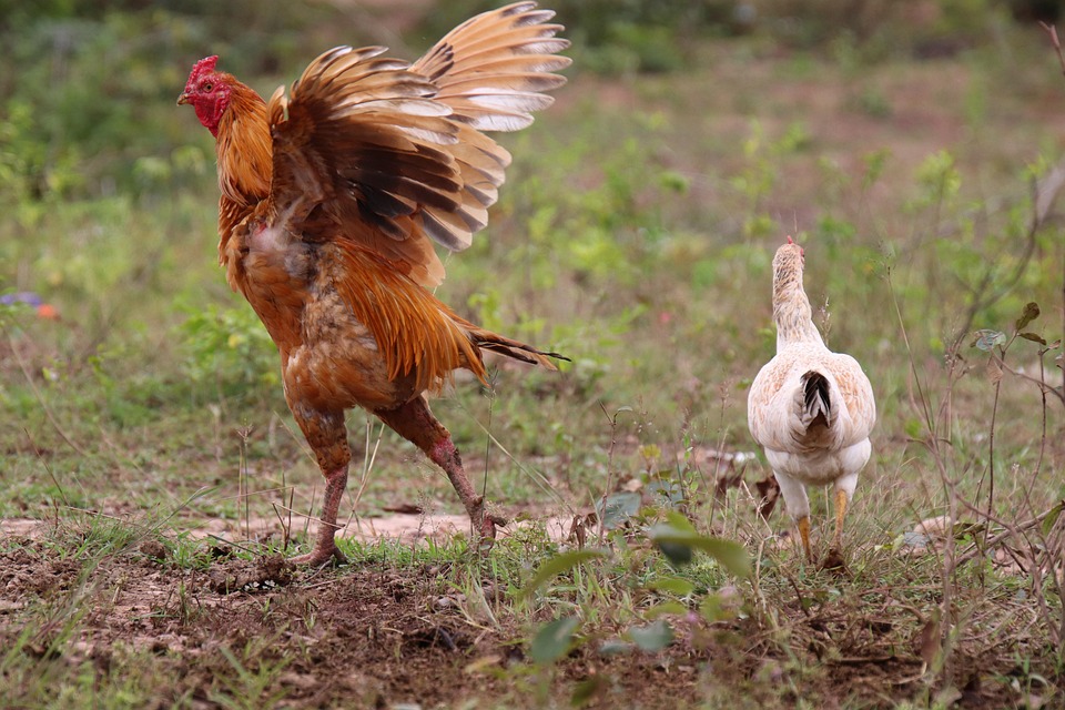 Rooster Wildlife Nature - Free photo on Pixabay