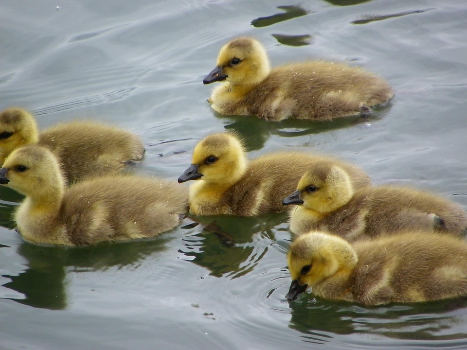 Geese Goslings Baby - Free photo on Pixabay - Pixabay