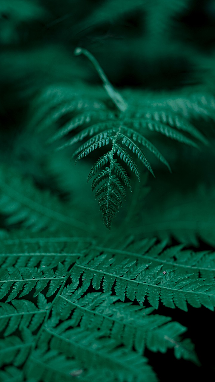 Folhas Folhagem Natureza - Foto gratuita no Pixabay - Pixabay