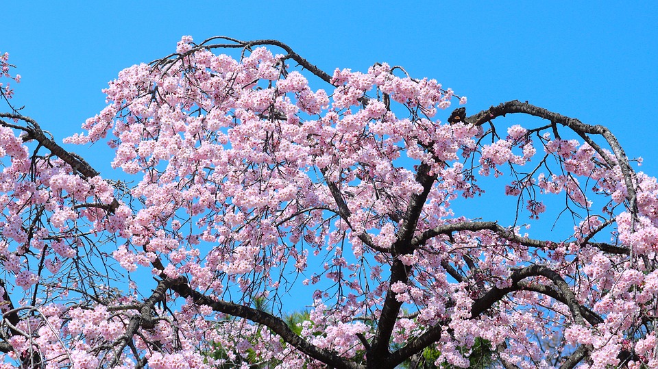 Cherry Blossom Tree Flower - Free photo on Pixabay
