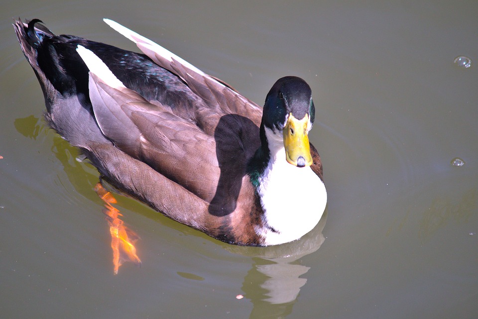 Pato Lago Parque - Foto gratuita no Pixabay - Pixabay