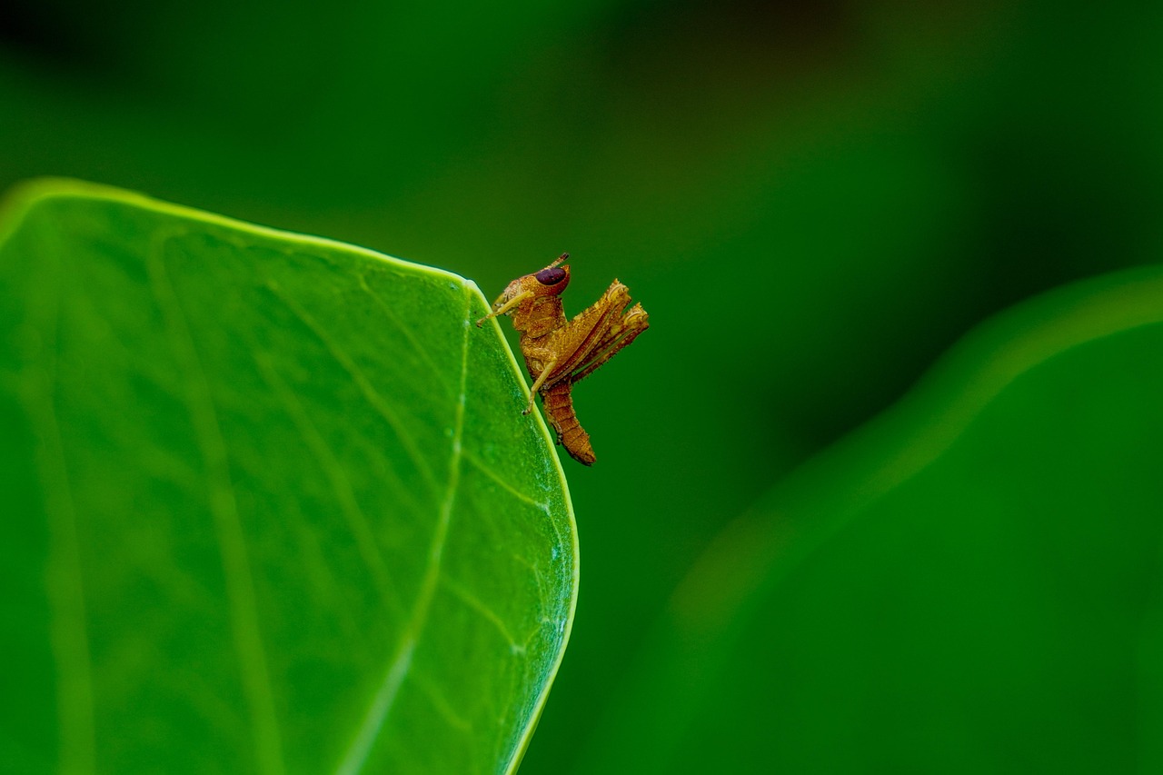 Insecto Saltamontes Sale De - Foto gratis en Pixabay - Pixabay
