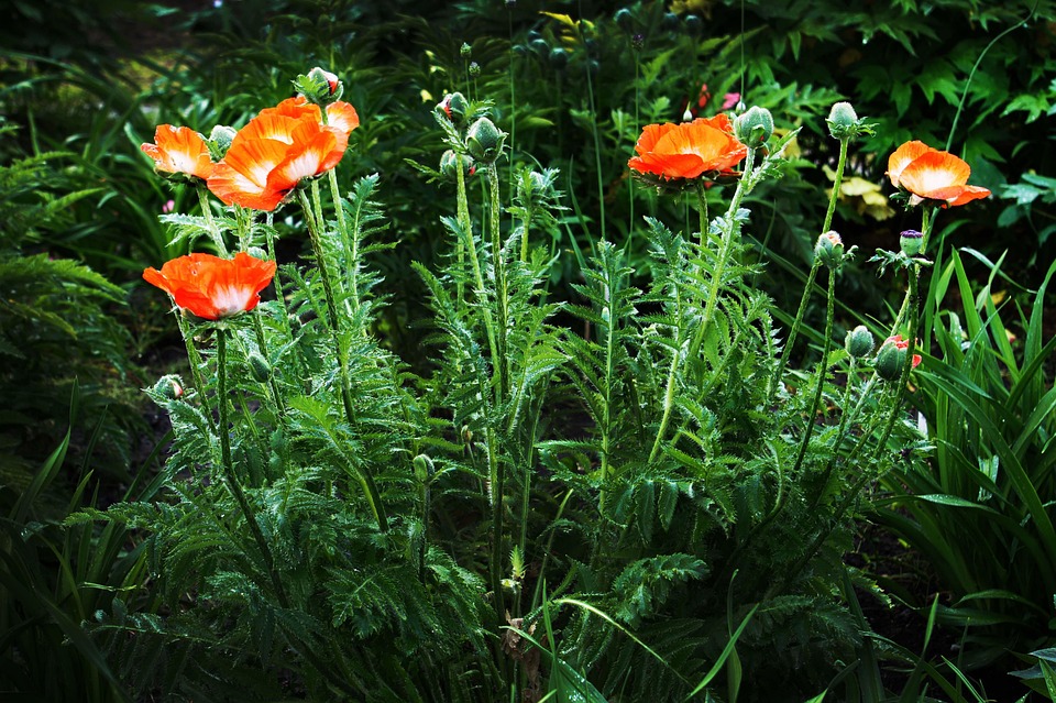 Garden Poppy Bush Red - Бесплатное фото на Pixabay - Pixabay