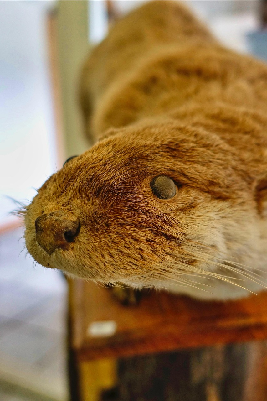 Otter Face Taxidermy - Free photo on Pixabay
