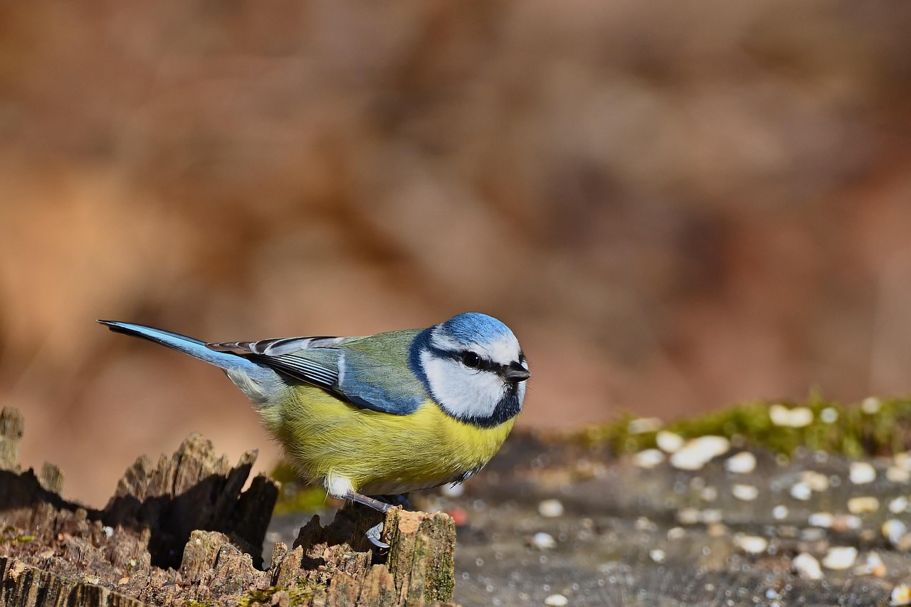 Bird Blue Tit - Free photo on Pixabay - Pixabay