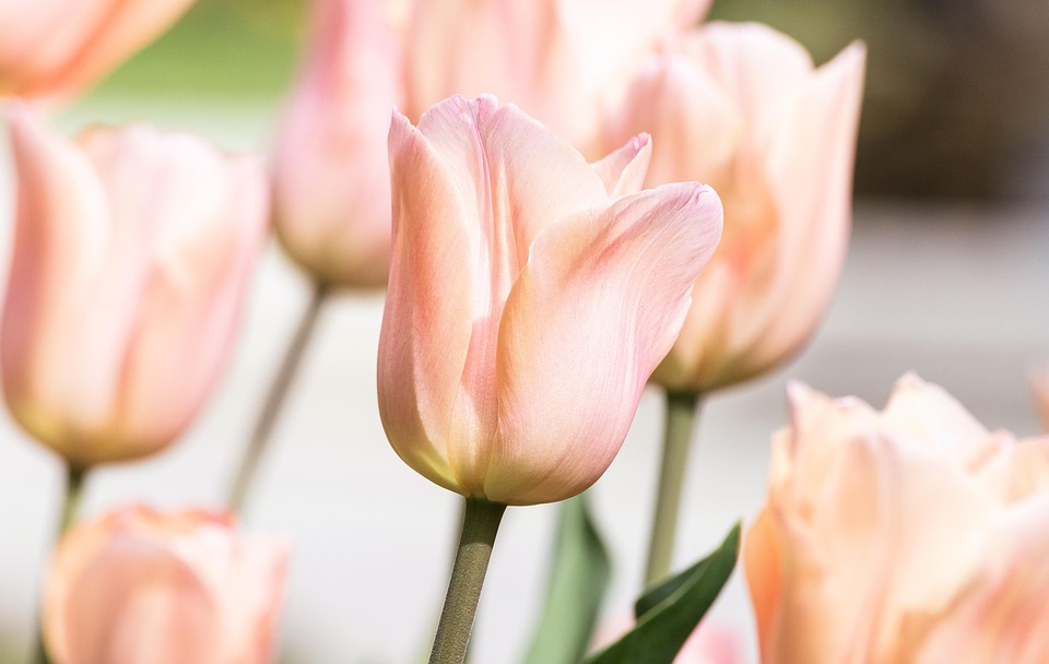 Tulip Flower Plant - Free photo on Pixabay
