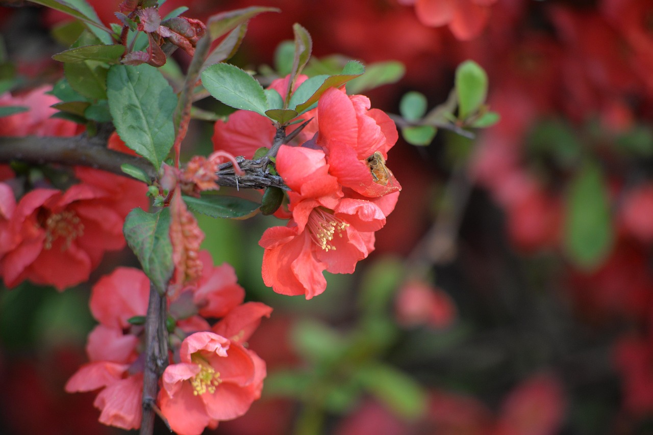 Coing Japonais Chaenomeles - Photo gratuite sur Pixabay - Pixabay