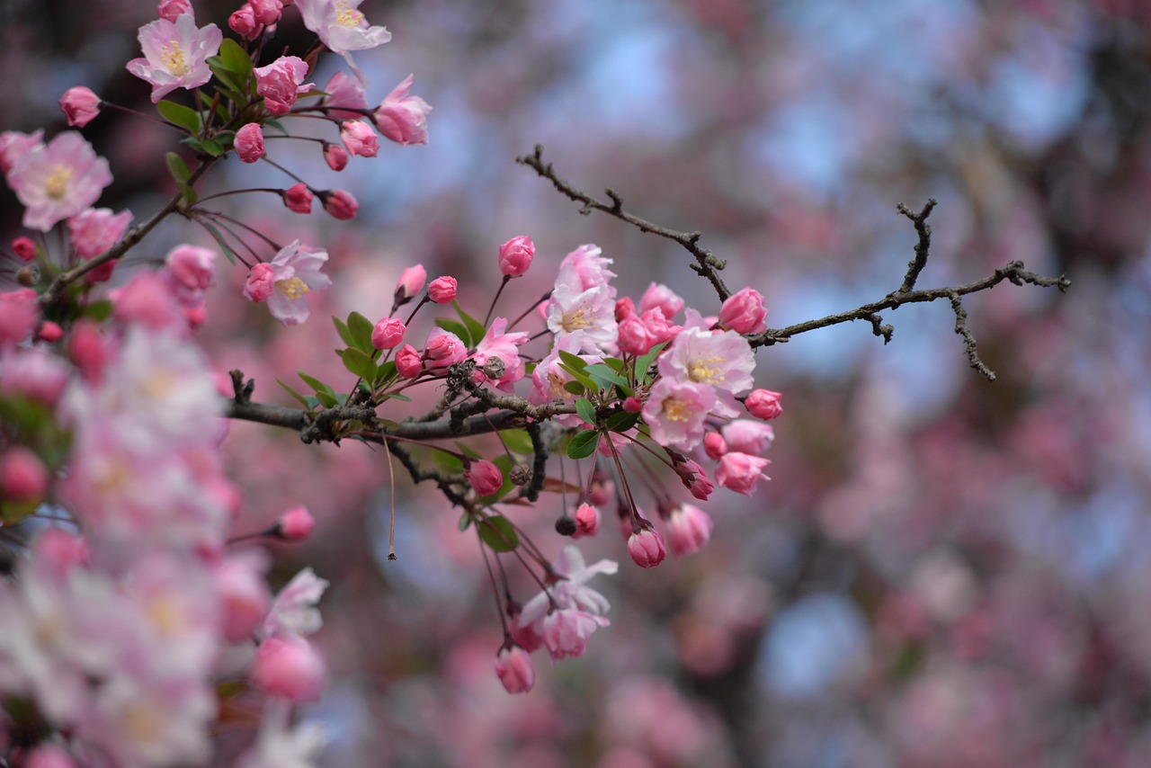 Malus Spectabilis Blossom Plum - Free photo on Pixabay - Pixabay
