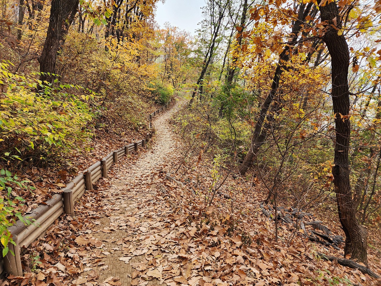 Nature Autumn Trail - Free photo on Pixabay - Pixabay