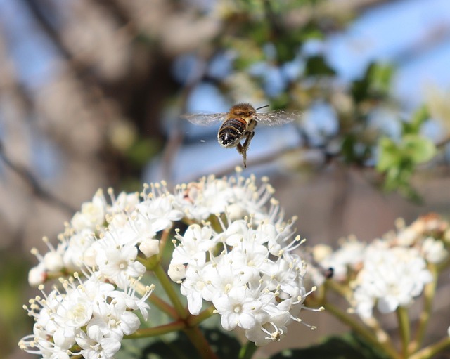 White Flowers Pollination Bee - Free photo on Pixabay