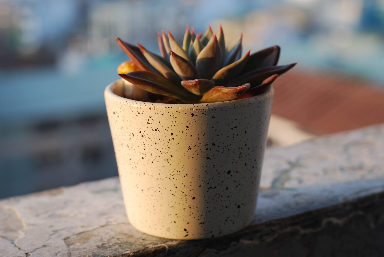Succulent Plant Flower - Free photo on Pixabay