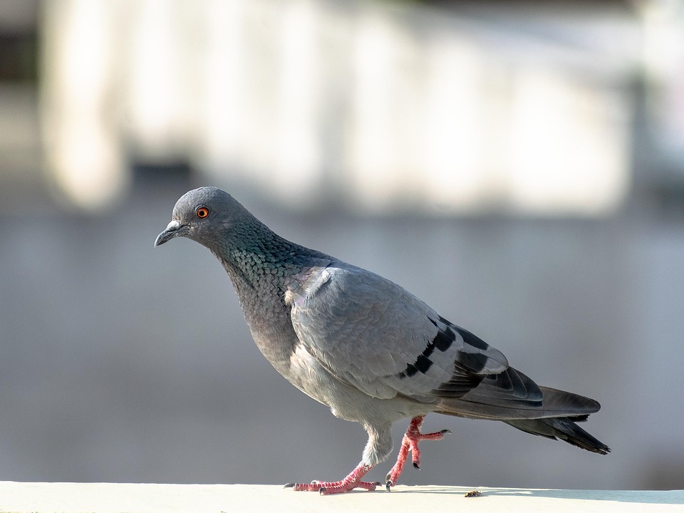 Rock Dove Pigeon Bird - Free photo on Pixabay