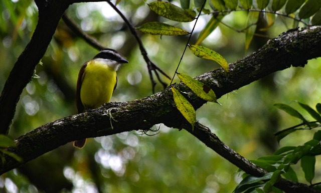 Colombie Oiseau Ornithologie - Photo gratuite sur Pixabay - Pixabay