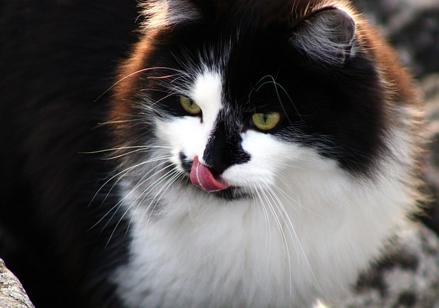 Gato Doméstico Naturaleza - Foto gratis en Pixabay - Pixabay