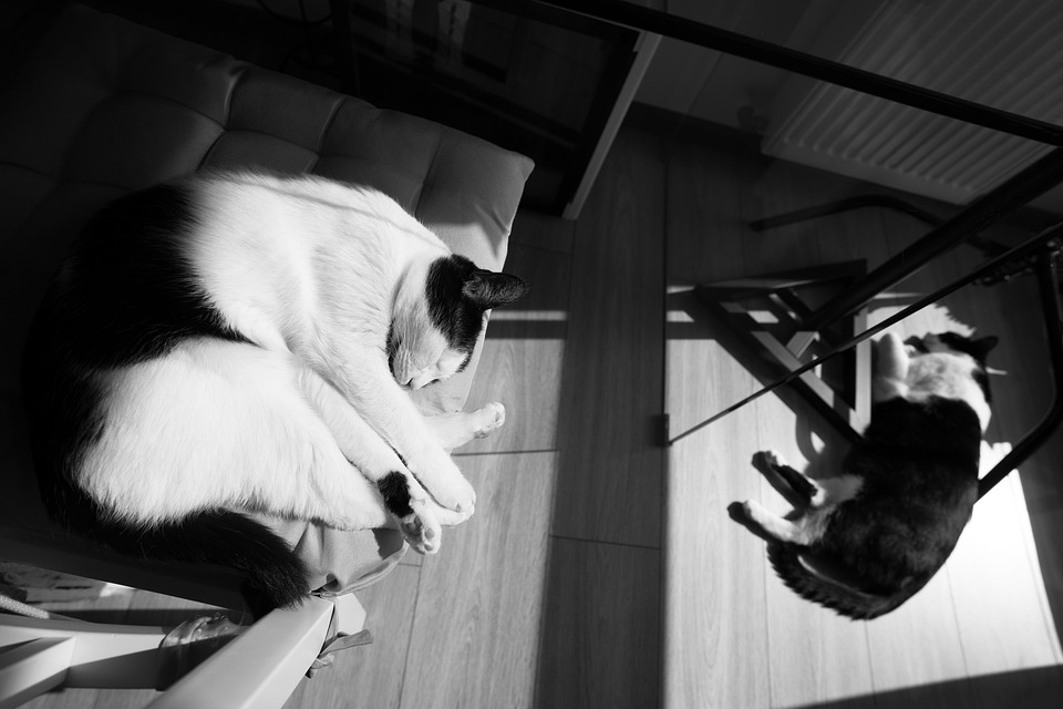 Mammy Sleeping Cat - Free photo on Pixabay - Pixabay