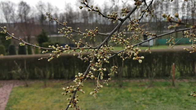 Les Bourgeons Bloom Le Printemps - Photo gratuite sur Pixabay