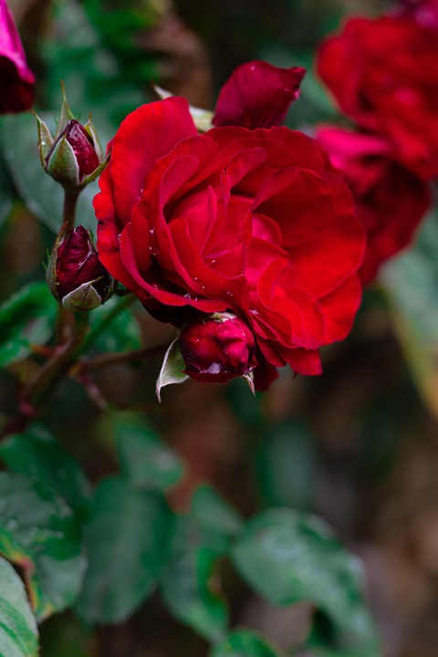 Luxus Blume Rot Bluhend Fotos