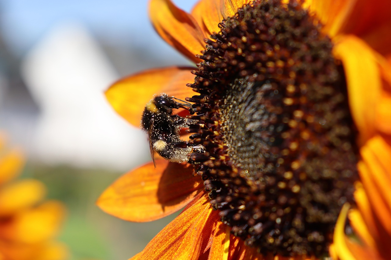 Sunflower Bees Polen - Free photo on Pixabay - Pixabay