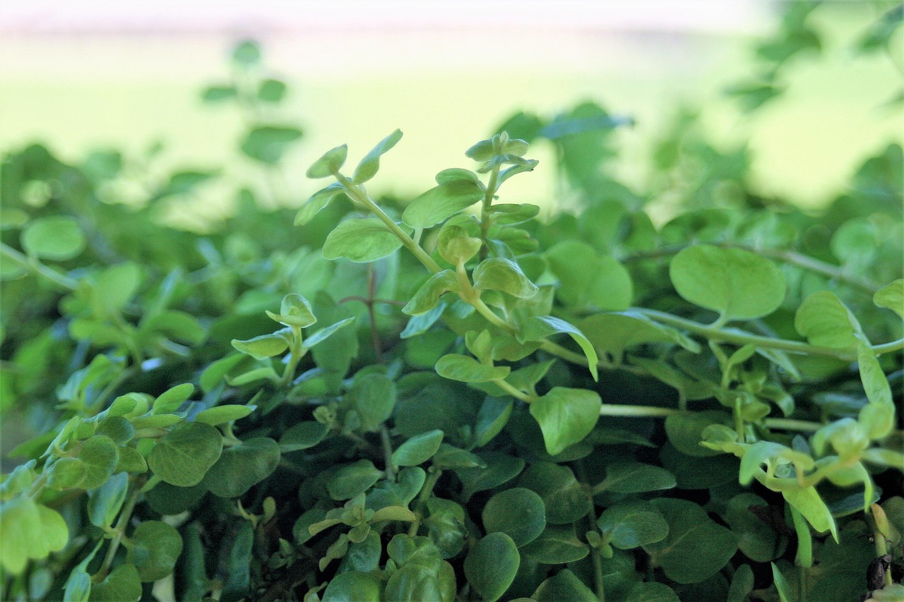 Moneywort Running Jenny Greens - Free photo on Pixabay - Pixabay